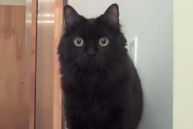 WTF!? o la intrigante reacción de un gato ante un simple globo ...