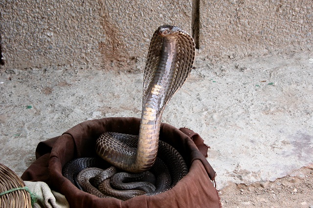 Los 10 animales más venenosos del mundo - Sopitas.com