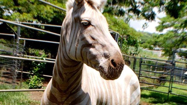 Zoe, la cebra dorada y de ojos azules - Sopitas.com