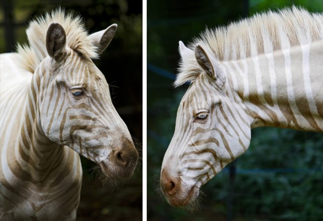 Zoe, la cebra dorada y de ojos azules - Sopitas.com