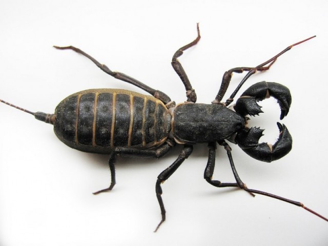 Insectos salidos de tus pesadillas que viven en México - Sopitas.com