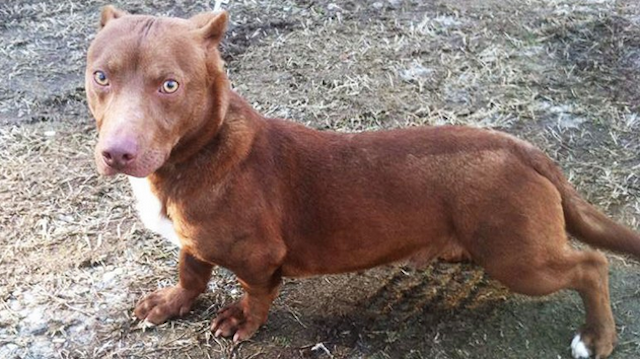 Lo mejor de dos mundos: El perro "pitbull - salchicha" | Sopitas.com