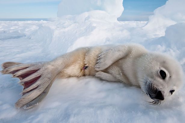 Focas bebés posando para la cámara es todo lo que necesitan para ...