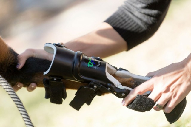 Veterinarios mexicanos colocan la primer prótesis para un perro impresa ...