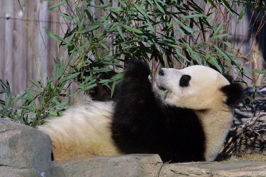 Ataque De Panda Variedades | El Adorable “ataque” De Un Bebé