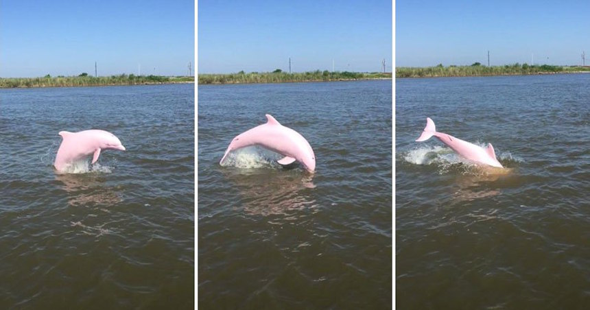 ¡Contemplen al majestuoso delfín rosado de Luisiana! - Sopitas.com
