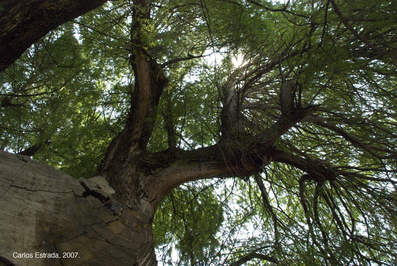 Un árbol que se llama Sabino - Sopitas.com