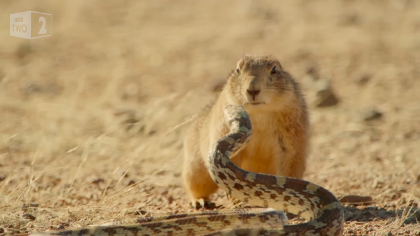 Las Serpientes Toro Comen Perritos De La Pradera