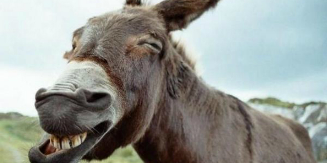 Burra contagia de rabia a 15 jóvenes... y no fue por mordidas - Sopitas.com