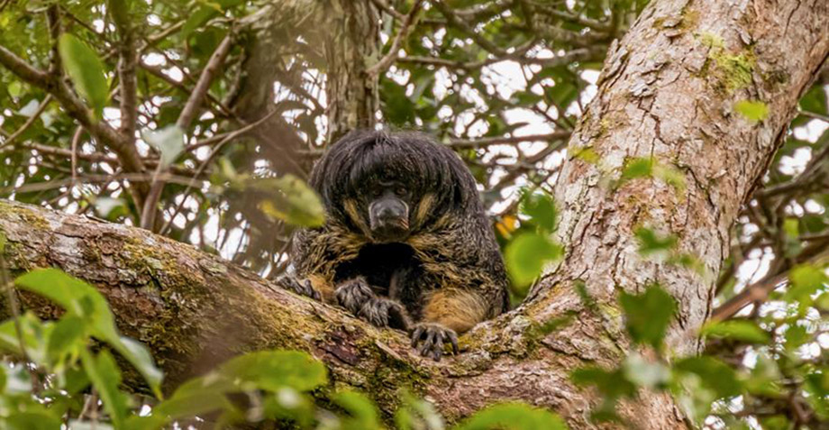 Fotografían a especie de mono que se creía perdida en el Amazonas ...