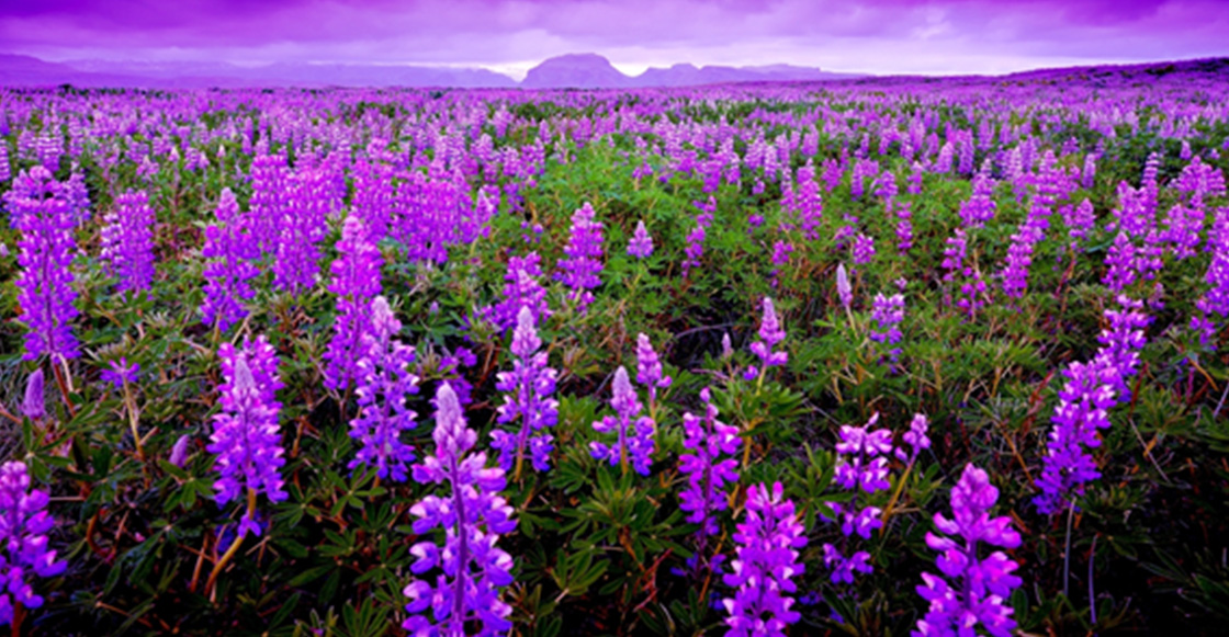 Así nació el color morado | Sopitas.com