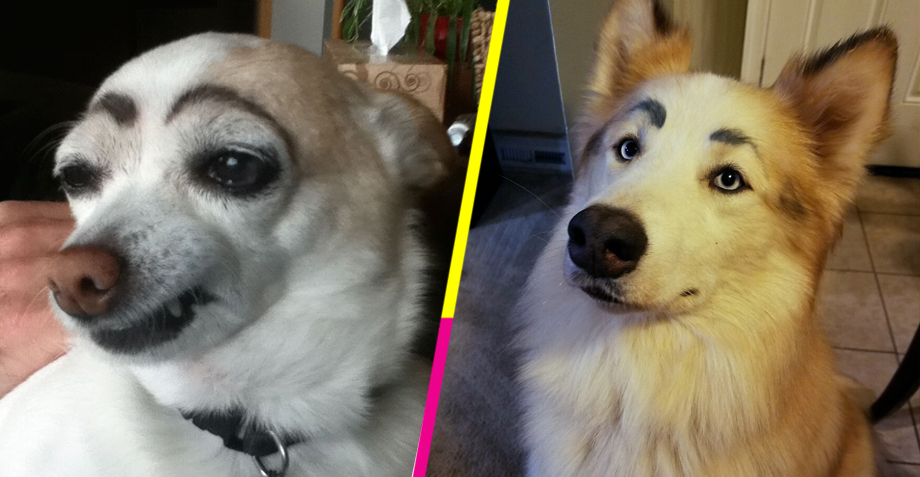 14 imágenes que comprueban por qué Dios no les dio cejas a los perros ...
