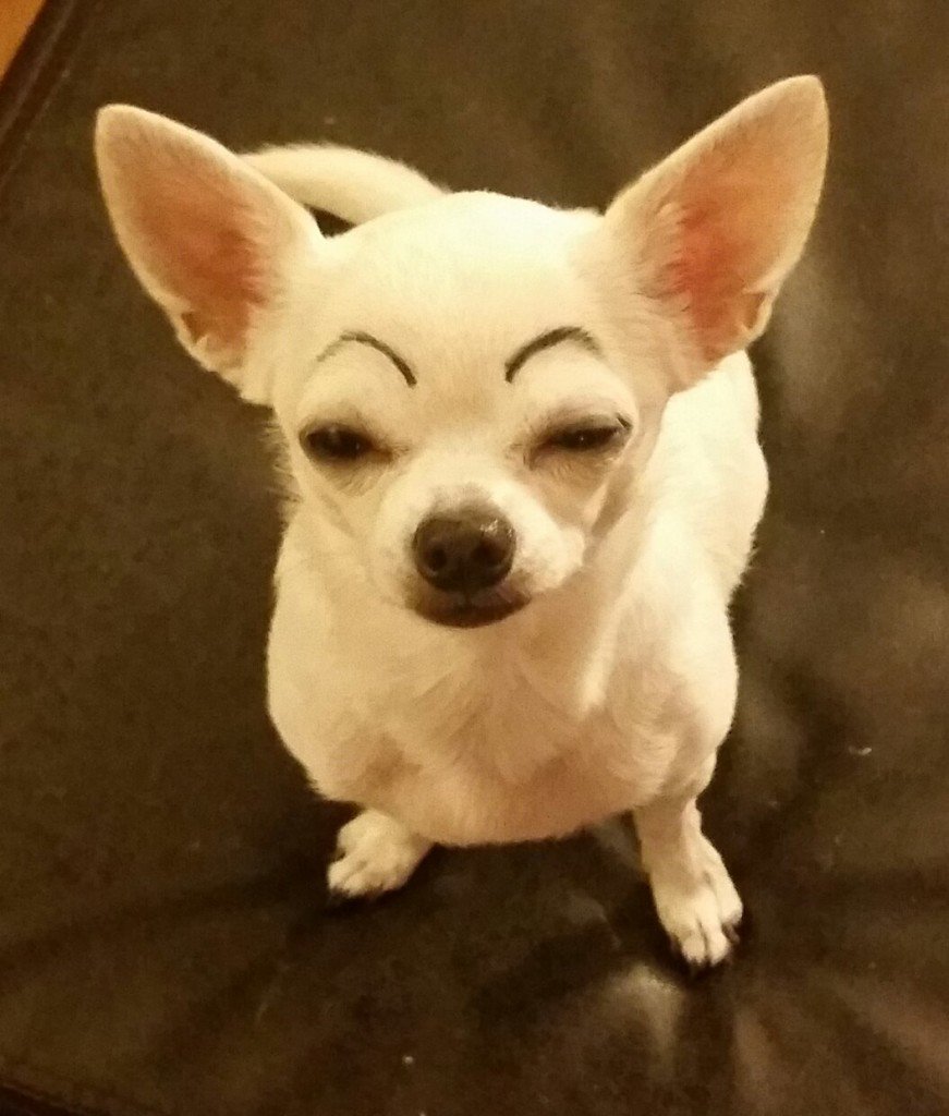 14 imágenes que comprueban por qué Dios no les dio cejas a los perros ...