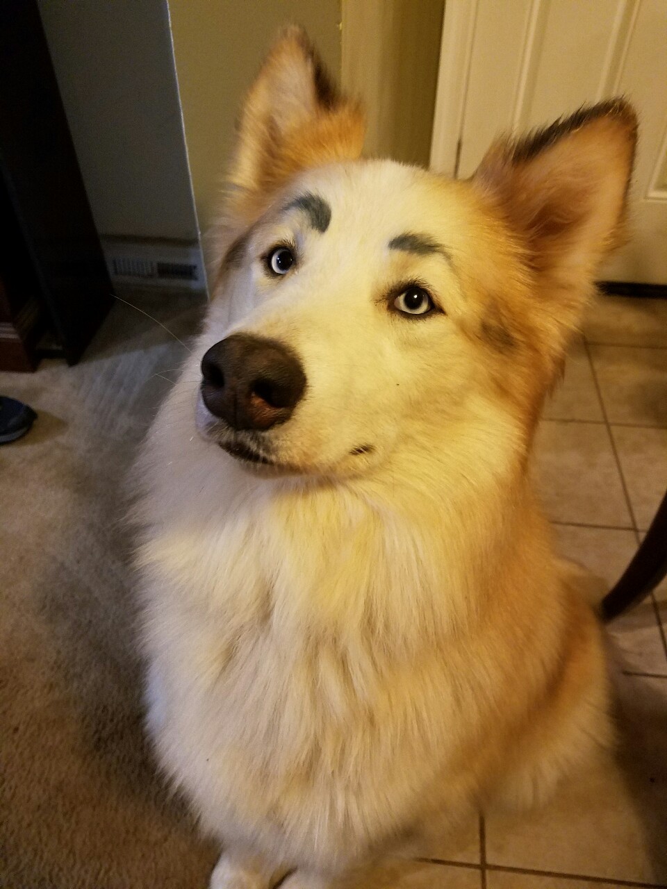 14 imágenes que comprueban por qué Dios no les dio cejas a los perros ...