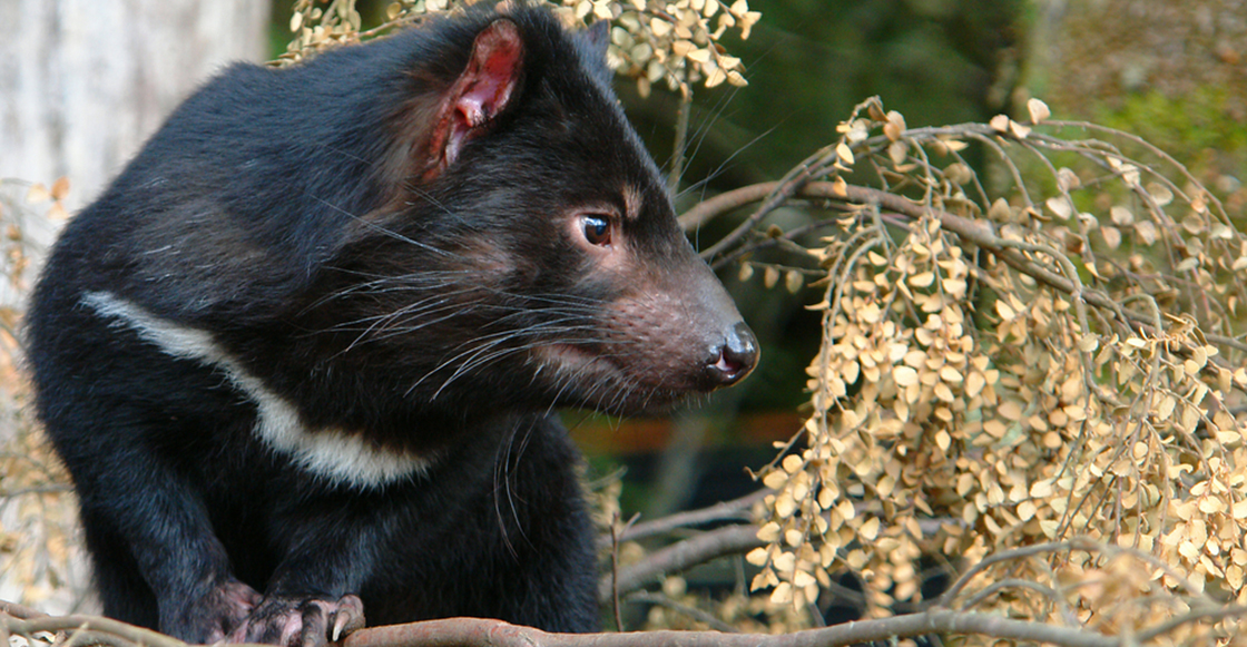 ¡Aún hay esperanza para que el demonio de Tasmania no desaparezca ...