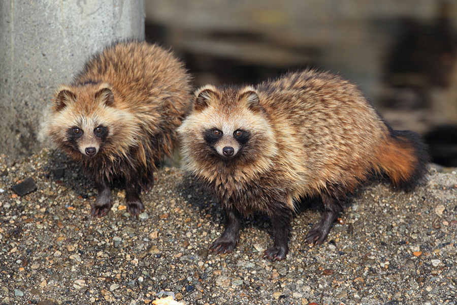 WTF? Los perros mapache existen y son más tiernos de lo que imaginas ...