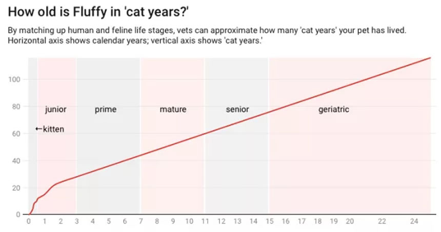 ¡Meeeeaw! ¿Sabes cuántos años-humano tiene tu gato?