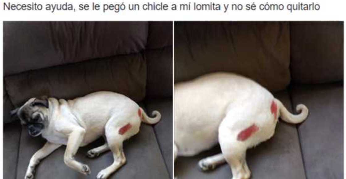 Chica pidió ayuda para quitarle un chicle a su perrita y memes aparecieron