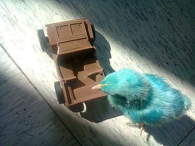 Las tiernas fotos que plasman el crecimiento de este pollito de feria