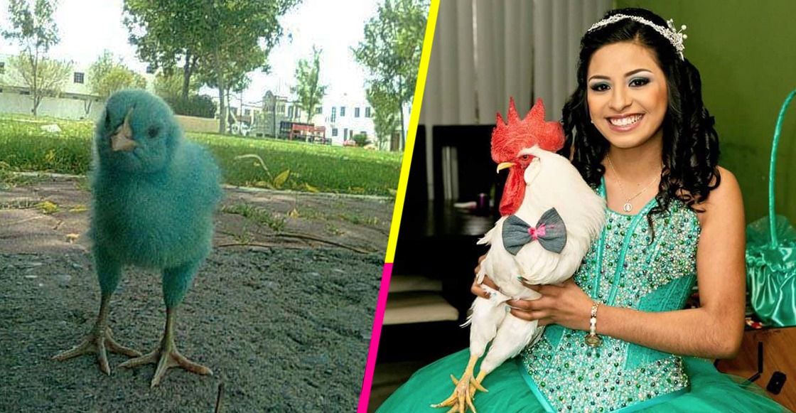 Las tiernas fotos que plasman el crecimiento de este pollito de feria