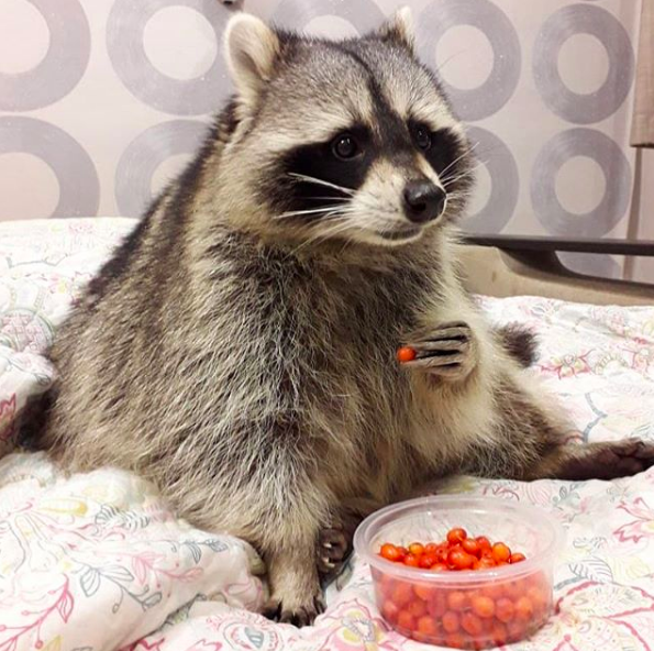 Ternura o sobrepeso: Este mapache gordito es la sensación de internet