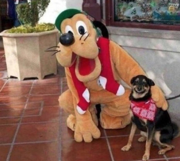Disney resuelve el misterio de qué animal es Goofy... ¿pero qué es Pluto?