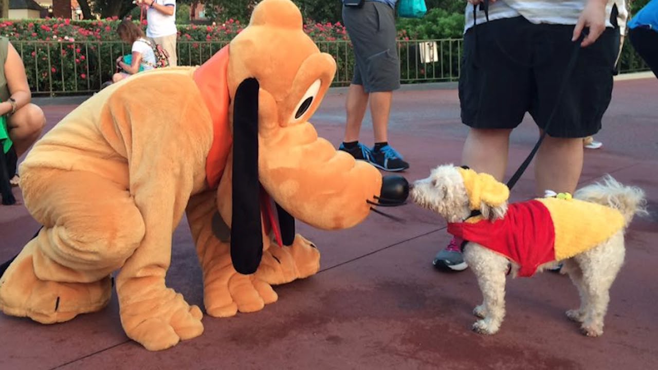 Disney resuelve el misterio de qué animal es Goofy... ¿pero qué es Pluto?