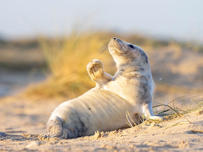 Esta bebé foca es tan fotogénica, que ahora es la sensación de internet