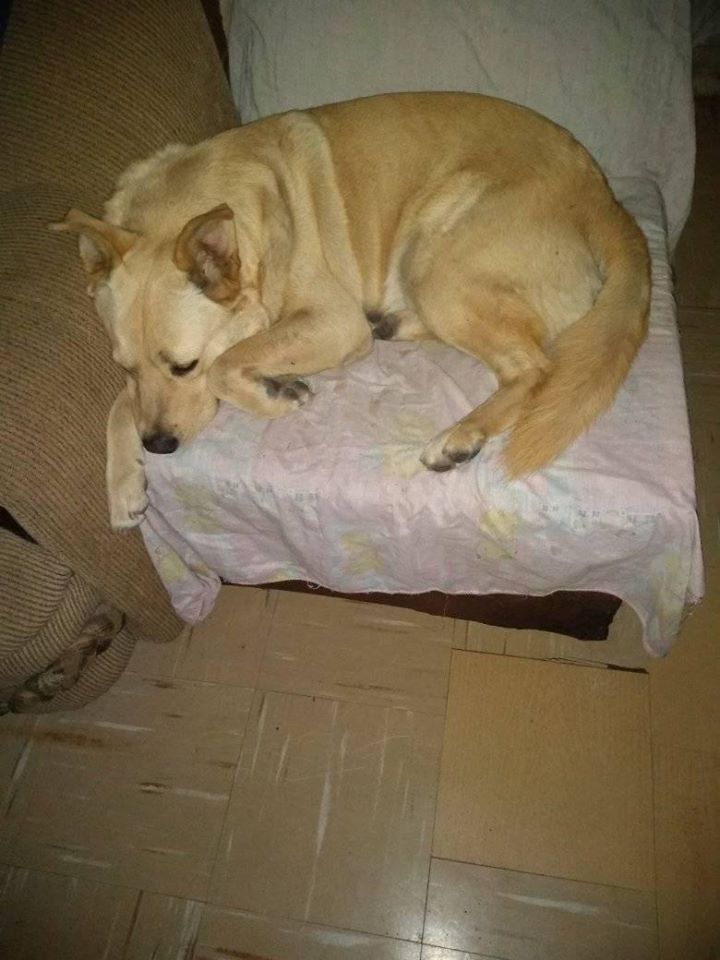 Güero: El perrito del Estado de México que cada noche cena en un ...