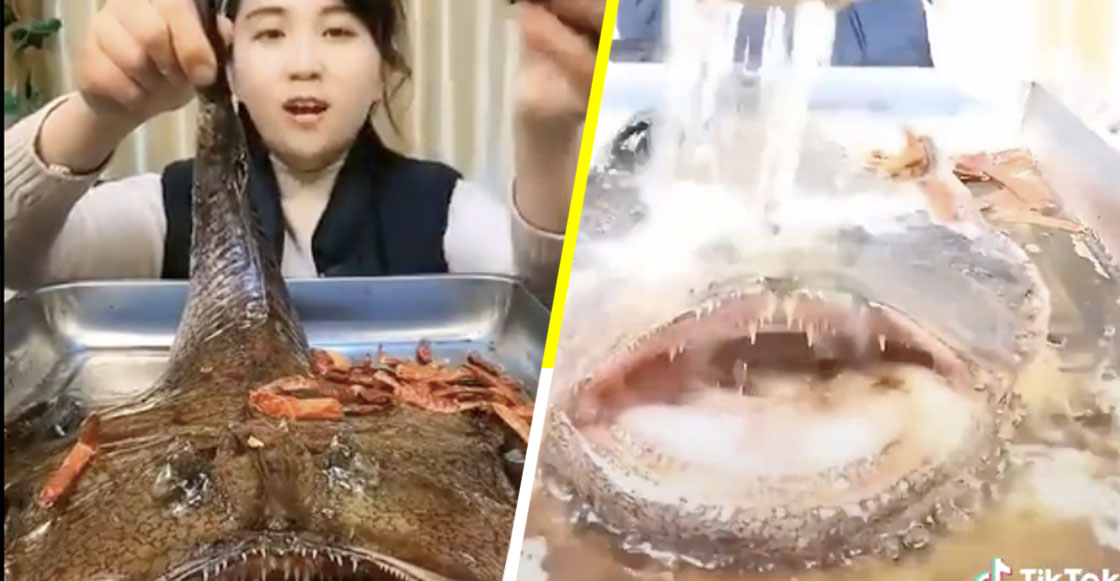 El video del pez angelote cocinado vivo que está causando indignación