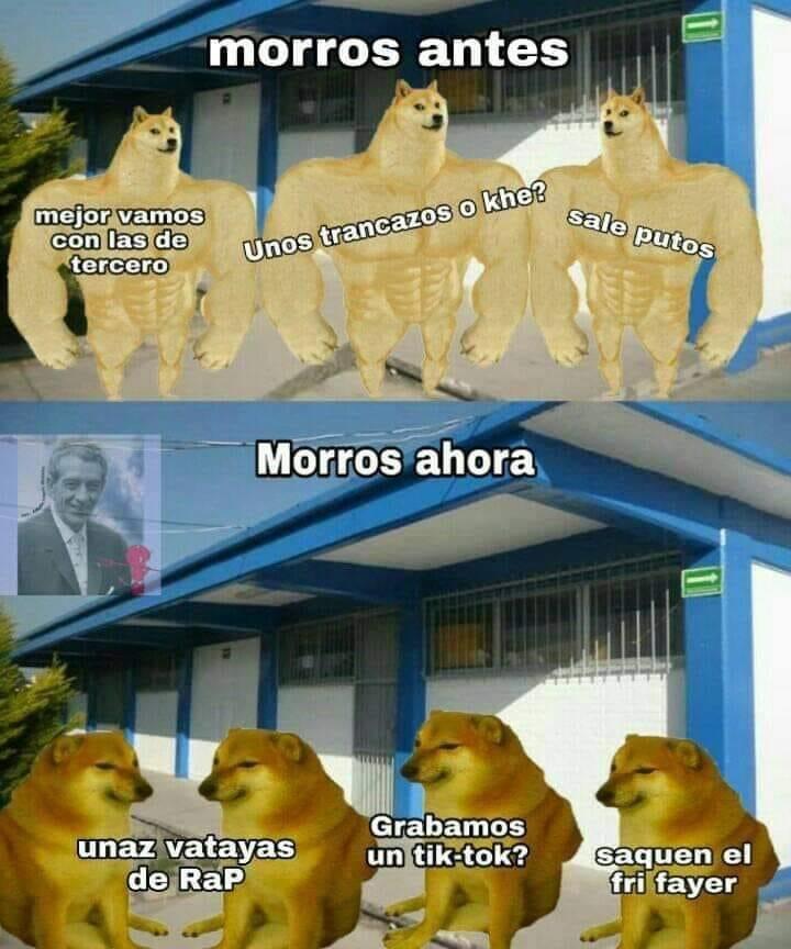 Swole Doge vs. Cheems: La historia detrás de los memes del momento ...