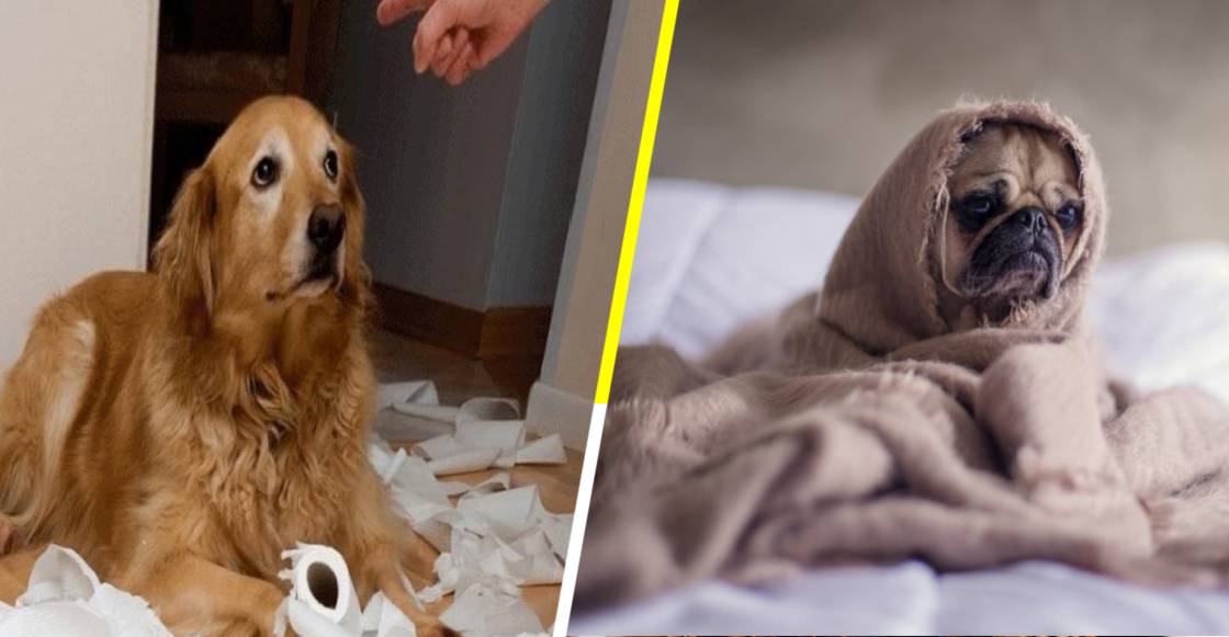 Los Perros Pasan Por La Adolescencia