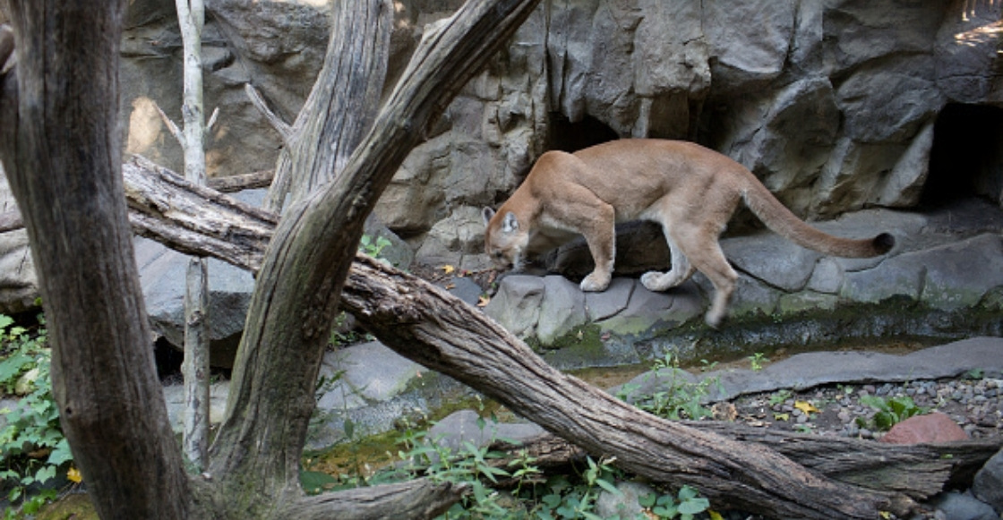 Cazan y descuartizan a un puma en Cacahoatán, Chiapas