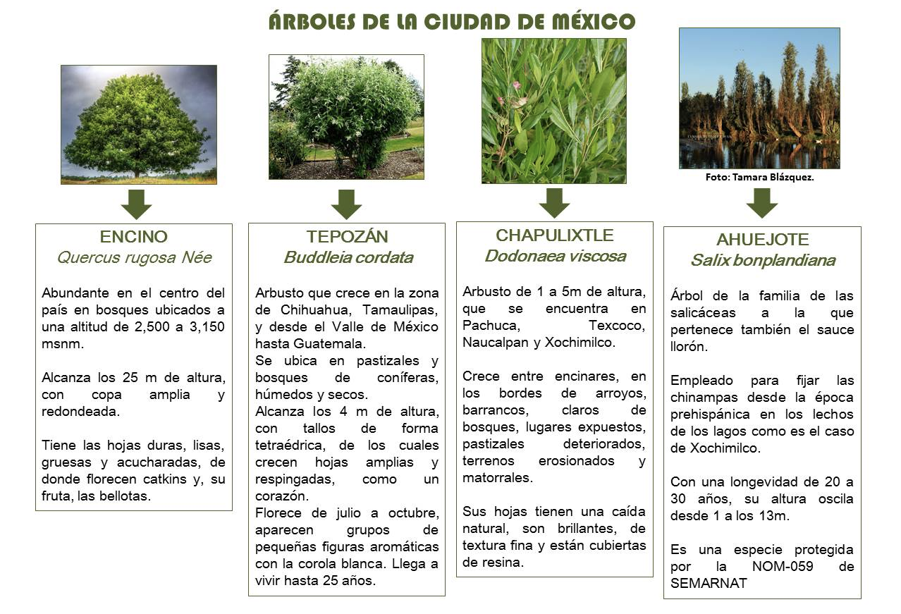 ¿Muérdago? Una plaga que abunda en los árboles de la CDMX