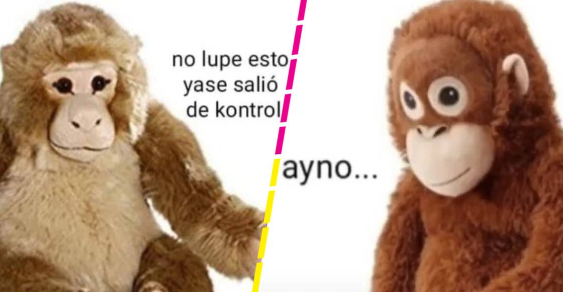 La historia detrás del meme: El origen de los changuitos Joakin y Lupe