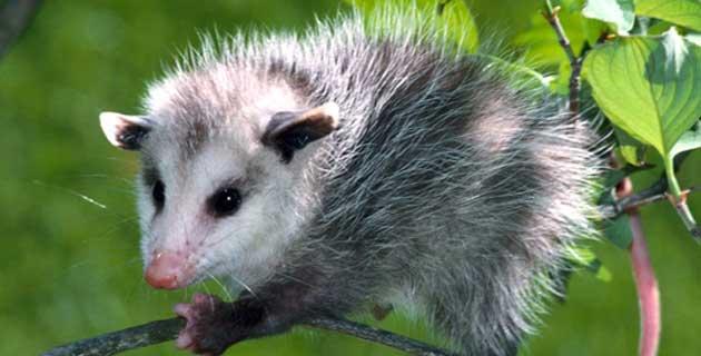 8 datos que tienes que saber de los tlacuaches para reconocer su ...