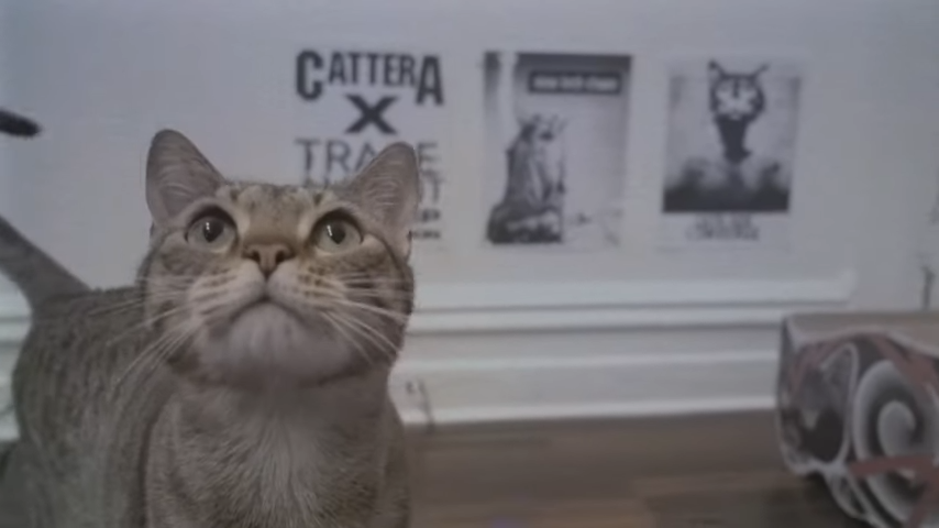 Maullido metalero: Conoce a Cattera, el proyecto musical que tiene a un ...