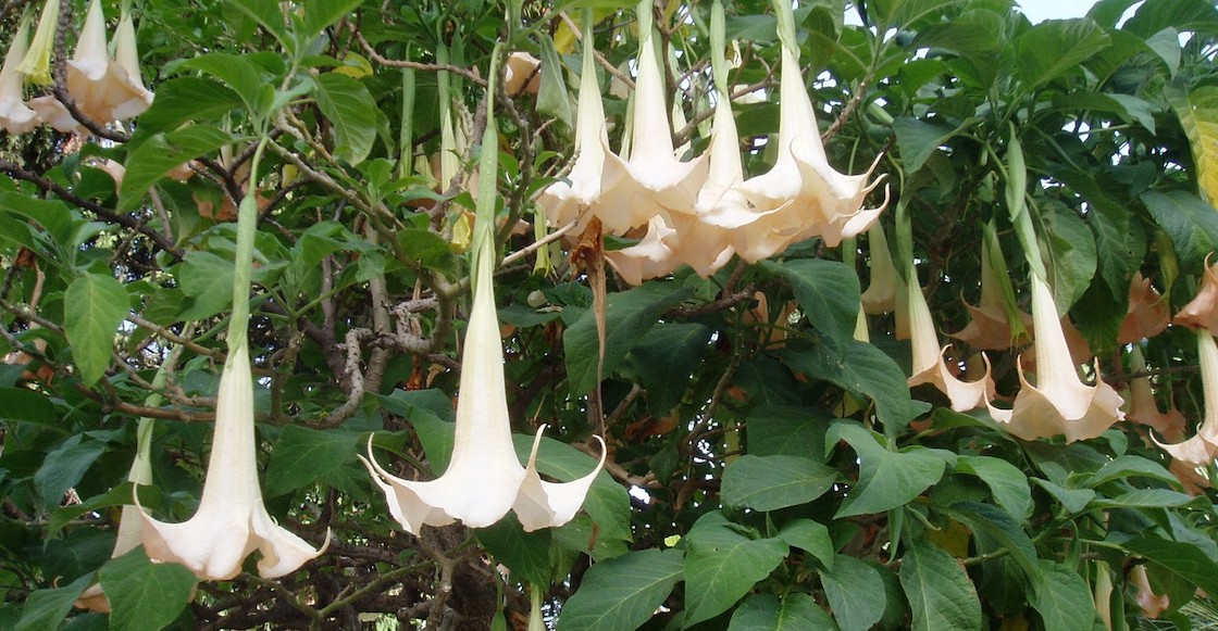 Burundanga: ¿Qué es la escopolamina y cuál es su relación con delitos ...