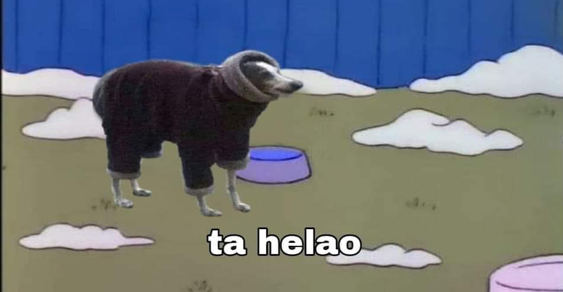 ¿Cómo saber si mi perro tiene mucho frío y cuándo puede ser peligroso?