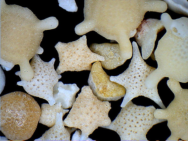 Así se ve la arena con forma de estrella que vive en playas de Japón