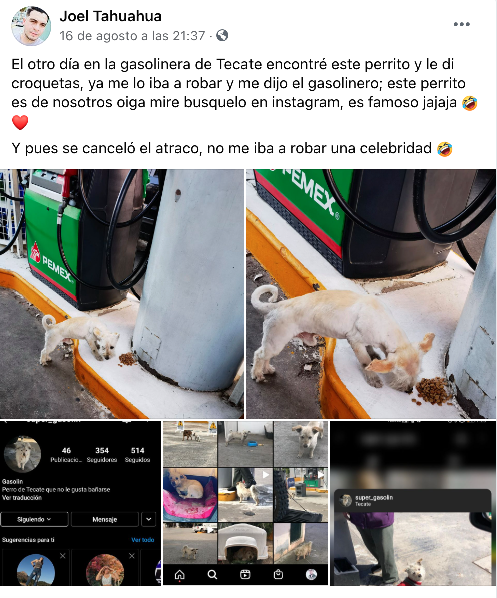 Gasolín: El perrito que se hizo viral por trabajar en una gasolinera