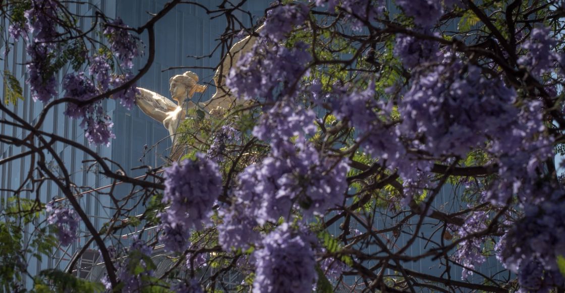 Este es el mapa con los mejores lugares para ver jacarandas en la CDMX