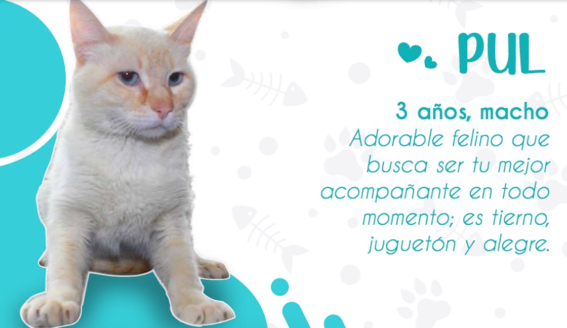 Ayúdalos a tener un hogar: Perritos y michis están en adopción con la ...