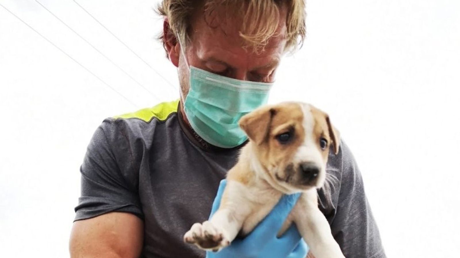 Paul Farthing: El hombre que intenta rescatar a 200 perros y gatos de ...