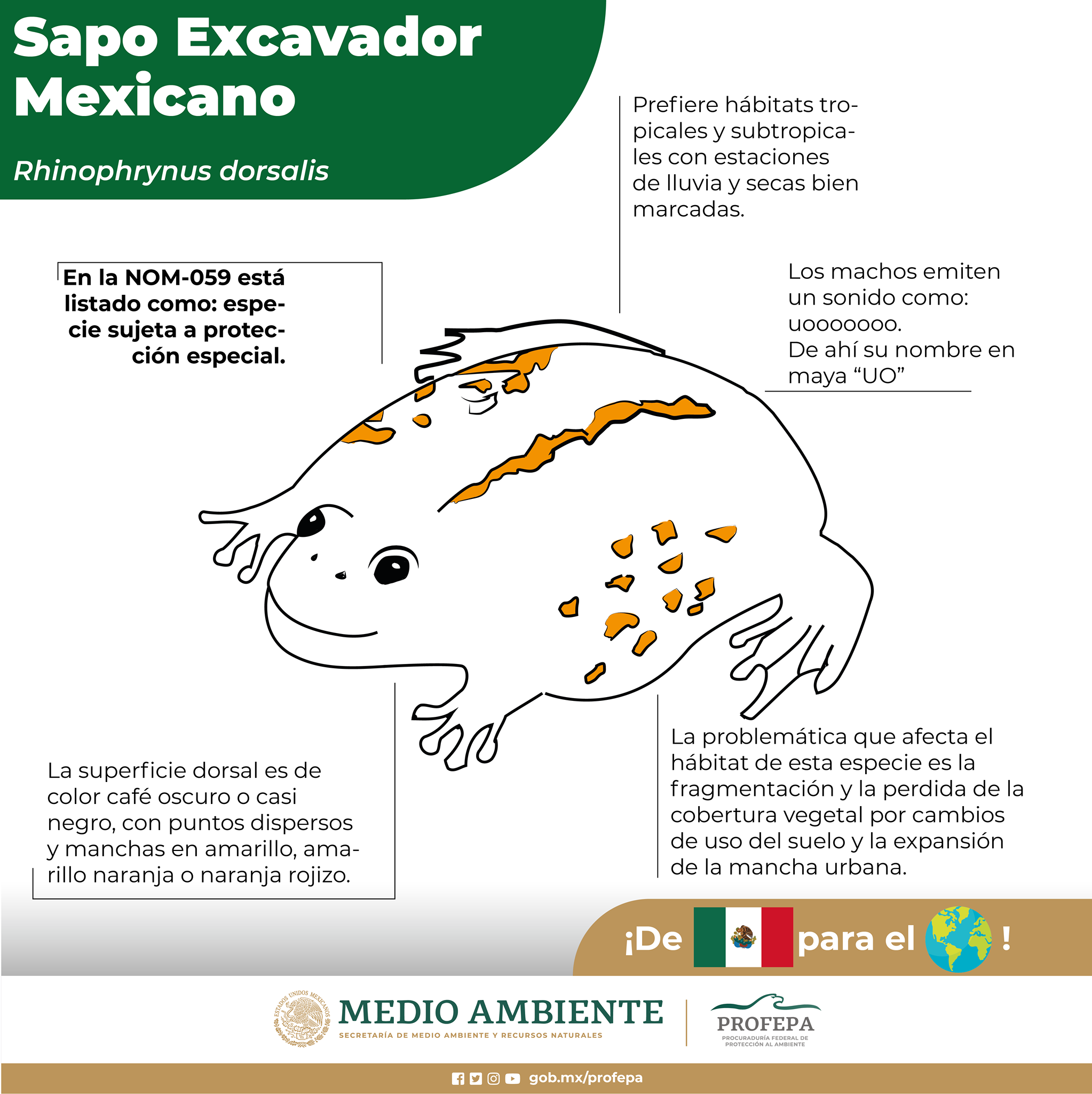 El 'borrego crikoso' y los otros dibujos de la PROFEPA que terminaron ...