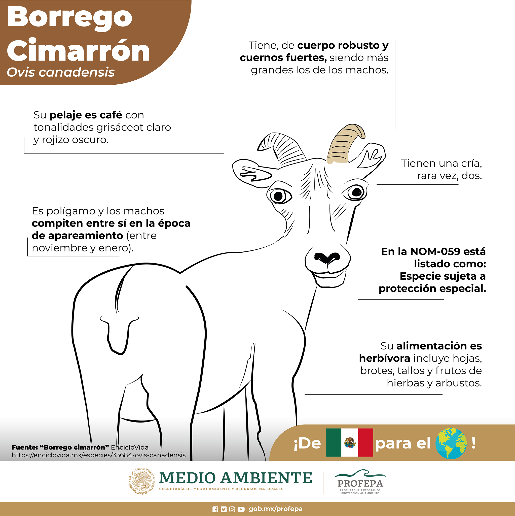 El 'borrego crikoso' y los otros dibujos de la PROFEPA que terminaron ...