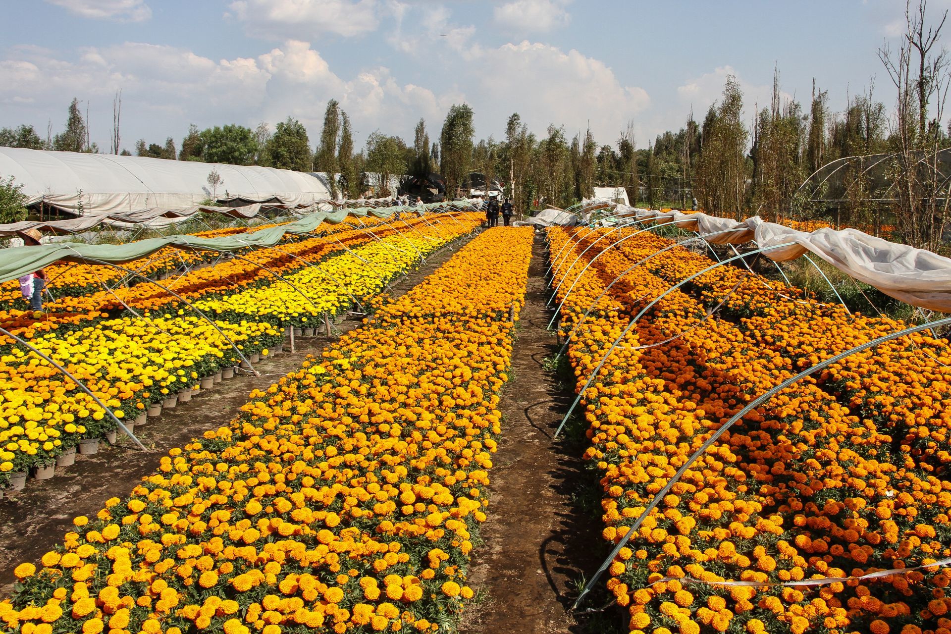 Xóchitl y Huitzilin: Esta es la leyenda detrás de la flor de cempasúchil