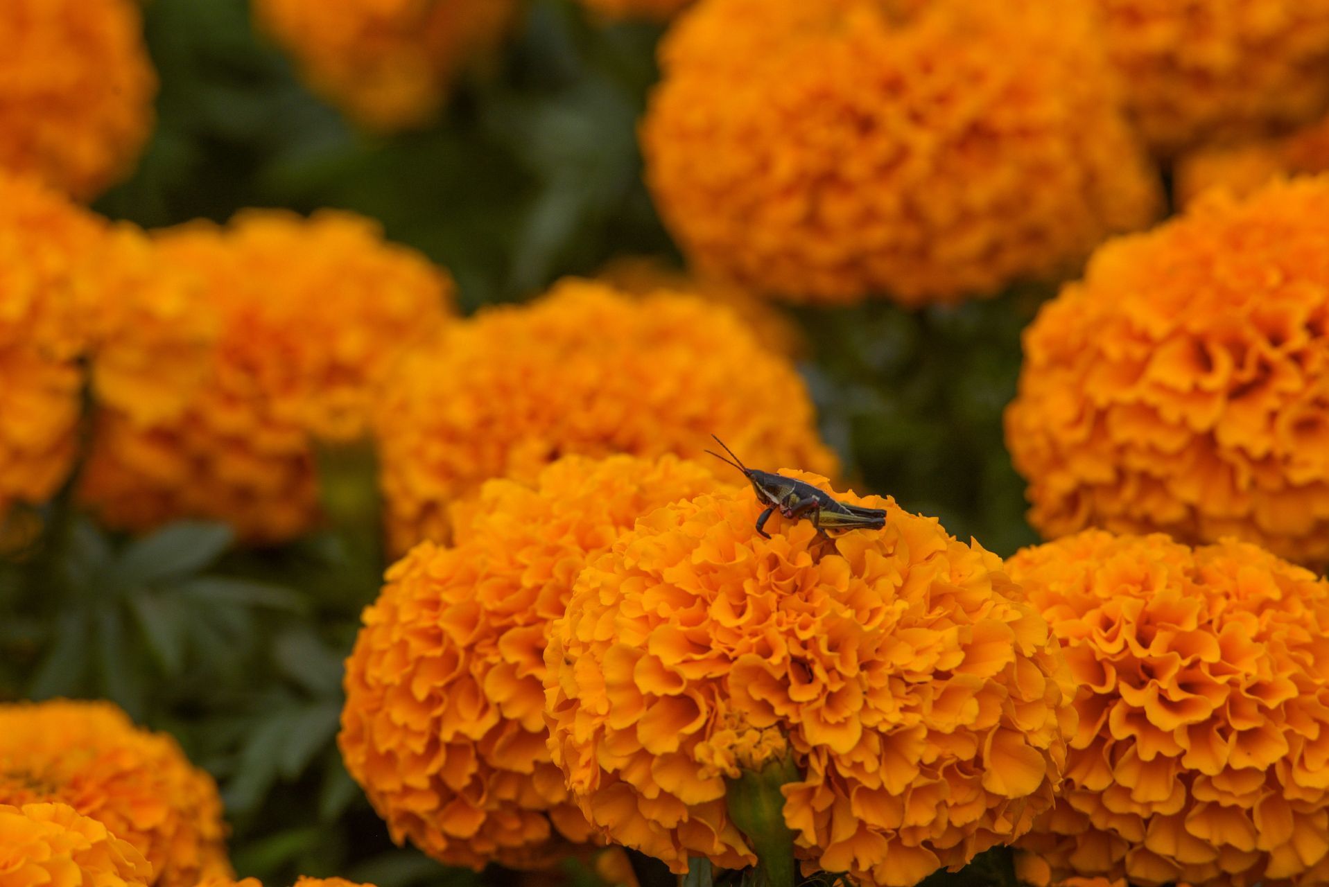 Xóchitl y Huitzilin: Esta es la leyenda detrás de la flor de cempasúchil
