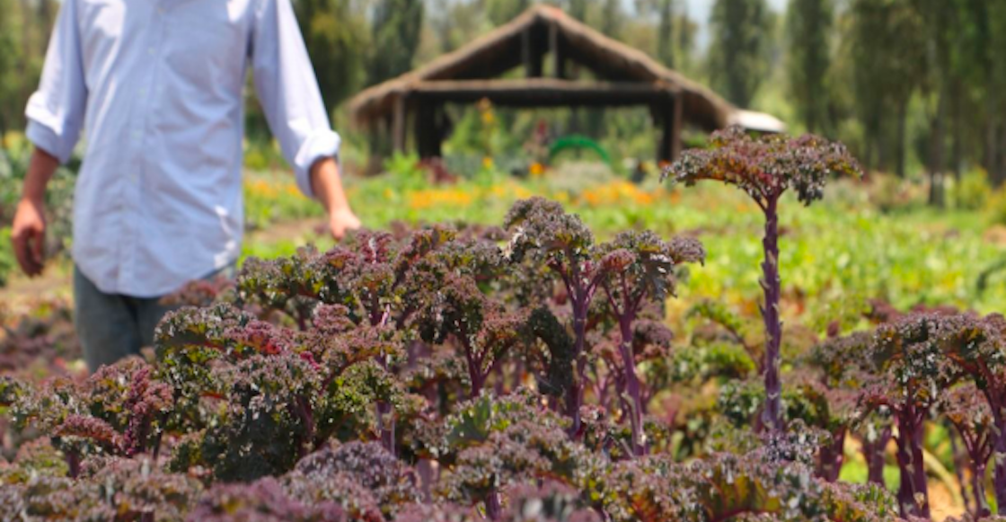 ¿Qué son y cuál es la importancia de las chinampas en México?