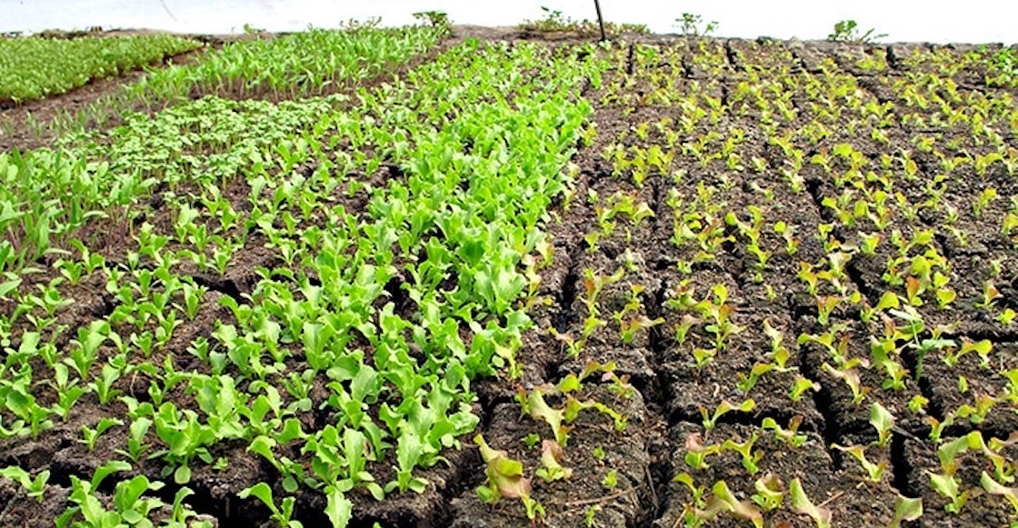 ¿Qué son y cuál es la importancia de las chinampas en México?